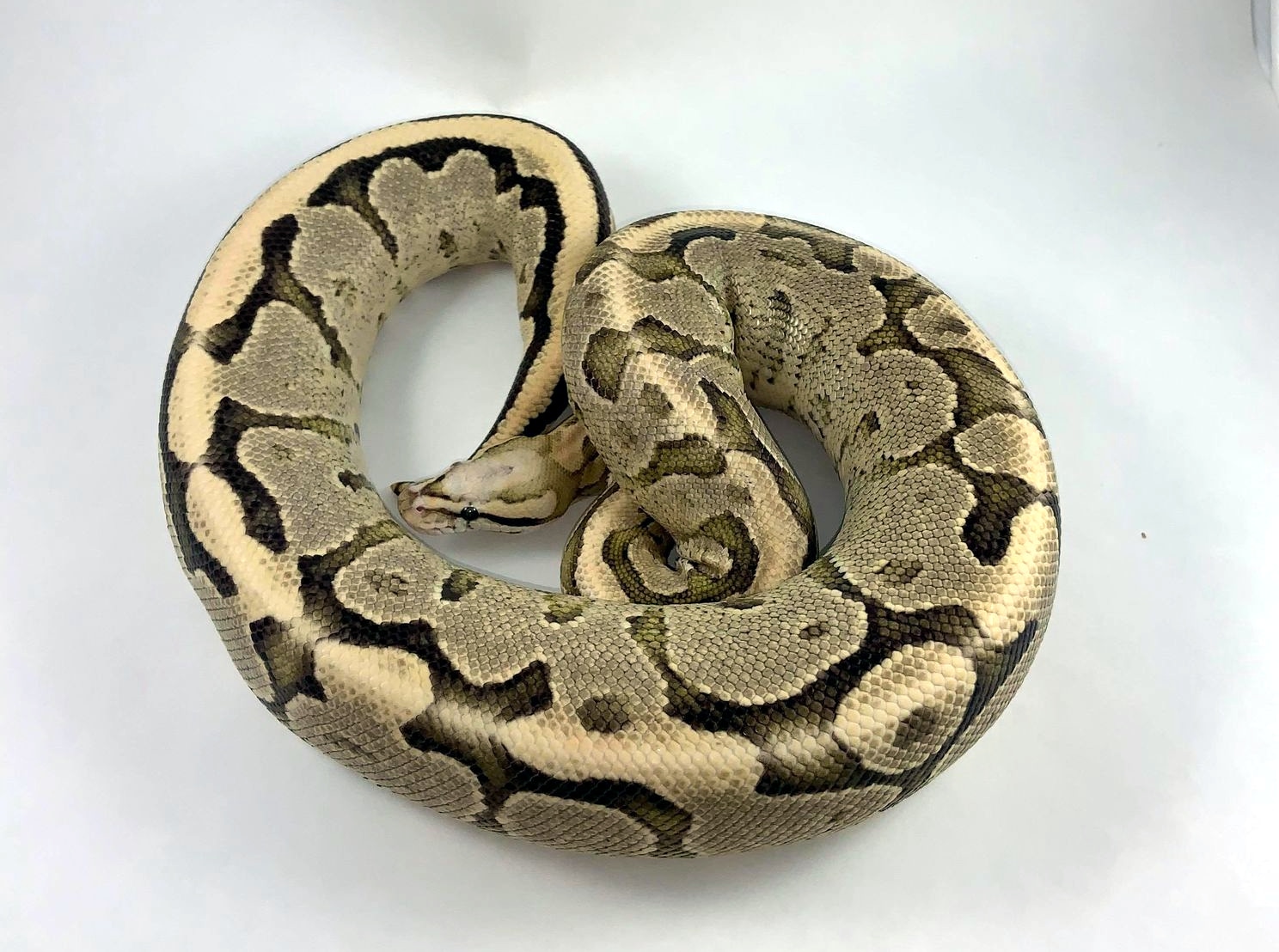 Super Vanilla Ball Python by Vivid Pythons - MorphMarket