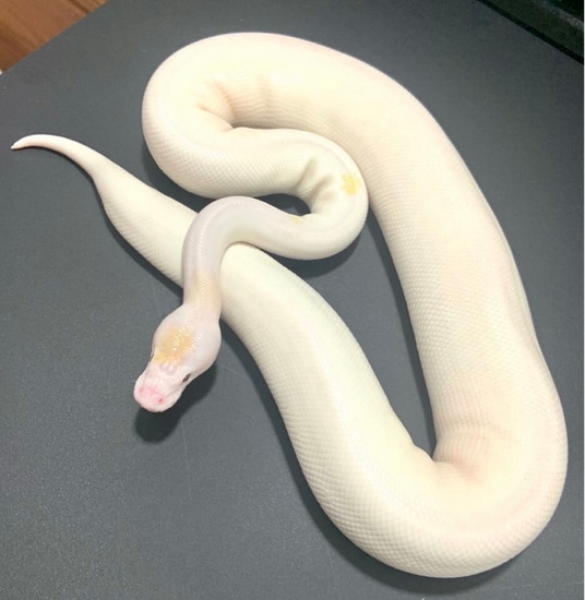 Bamboo Ultramel Pied Ball Python by Vivid Pythons