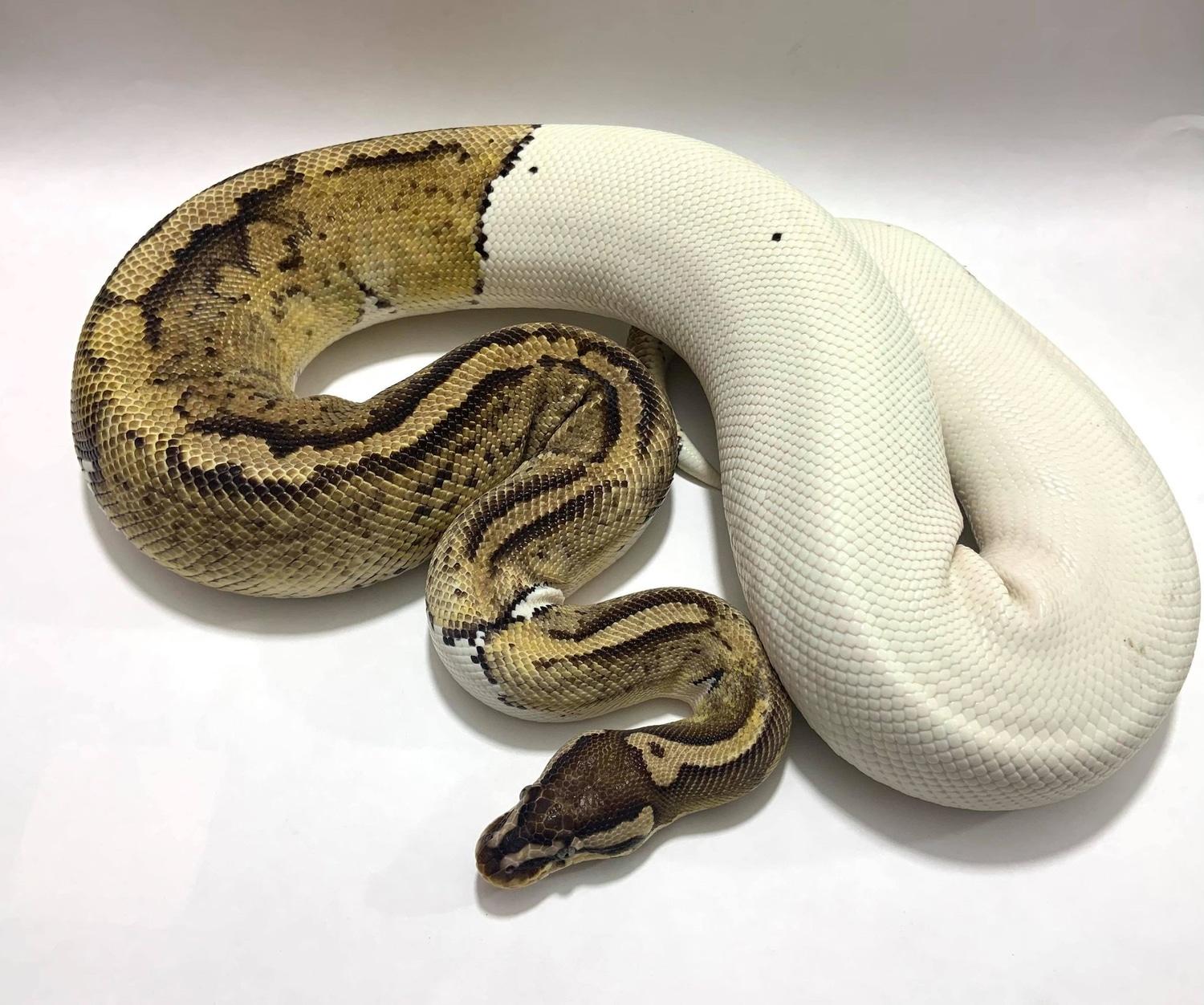 Pastel Pied - 2800g Ball Python by Vivid Pythons - MorphMarket
