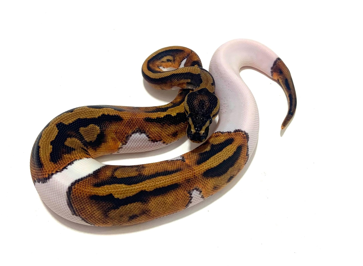 NR Mandarin Pied Poss Het Clown Ball Python by Vivid Pythons - MorphMarket