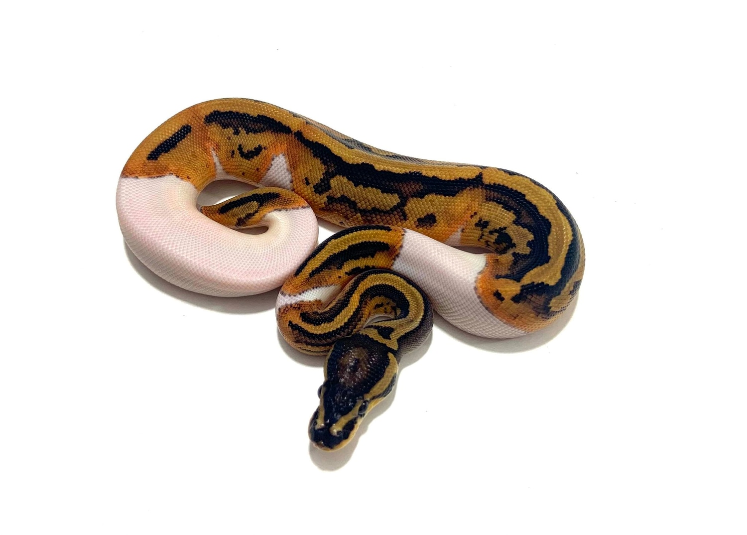 NR Mandarin Pastel Pied Poss Het Clown Ball Python by Vivid Pythons ...