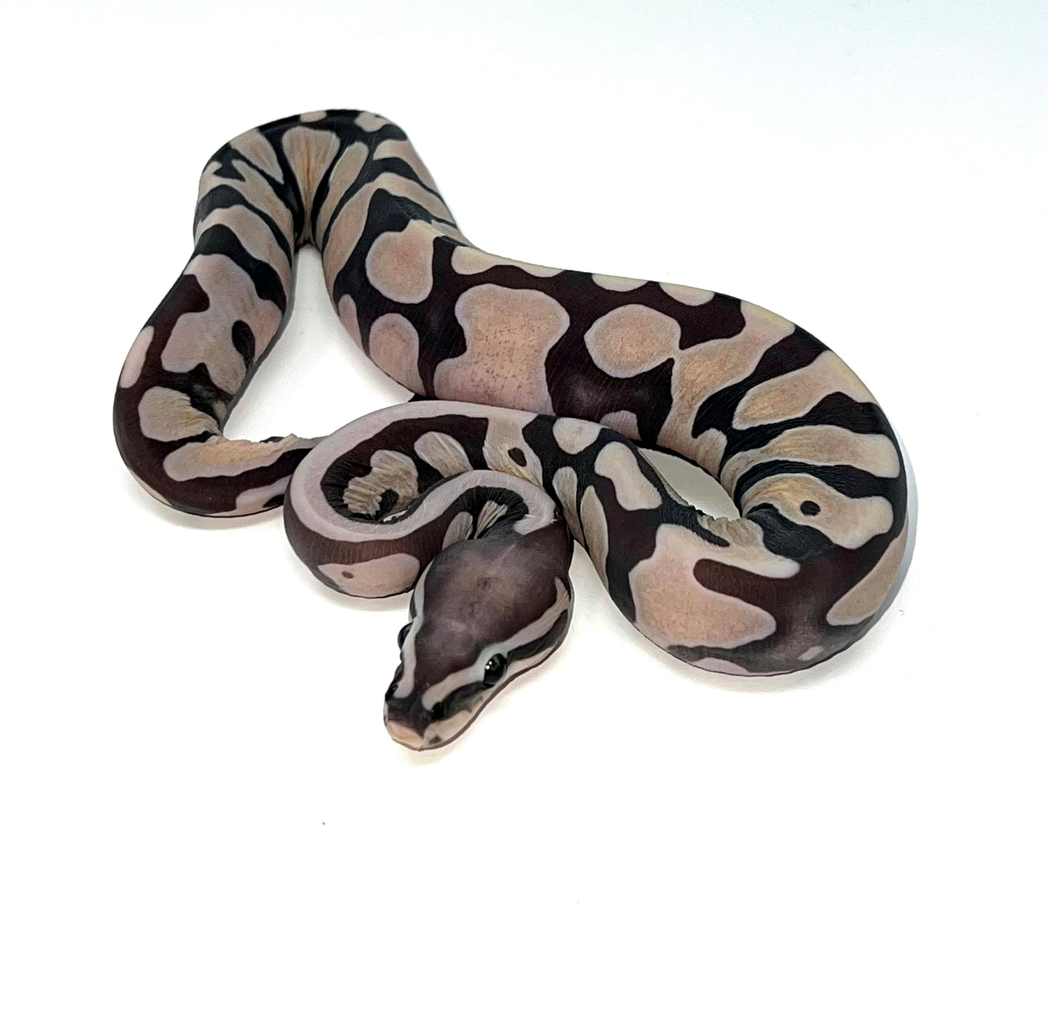 Scaleless 100% Het Pied Ball Python by Vivid Pythons - MorphMarket
