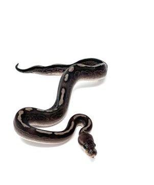 Stranger Black Pastel Puzzle Ball Python by Vivid Pythons - MorphMarket
