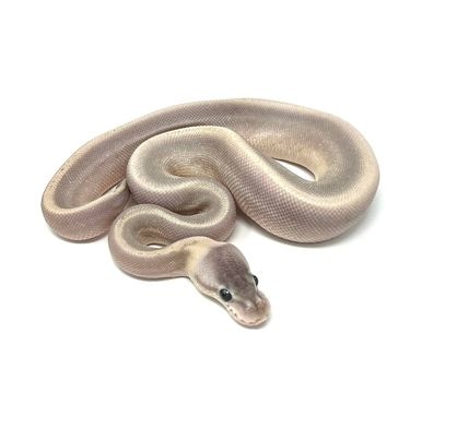 Black Pewter Huffman Het Hypo 66% Het Puzzle Ball Python by Vivid ...