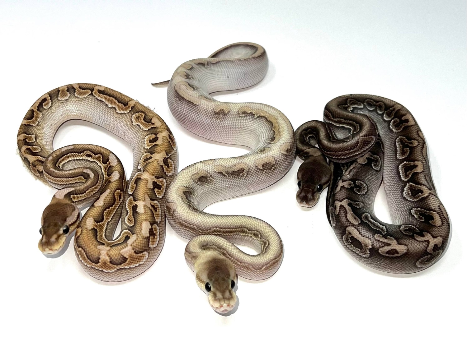 Black Pewter Huffman Het Hypo 66% Het Puzzle Ball Python by Vivid ...