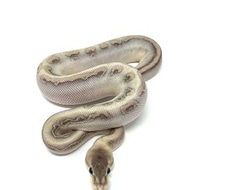 "Platnuim Puzzle" Pastel Black Pastel Huffman Lesser Puzzle 100% Het ...