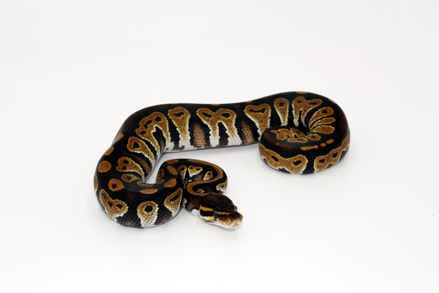 Black Head Het Clown Ball Python by Vivid Pythons - MorphMarket