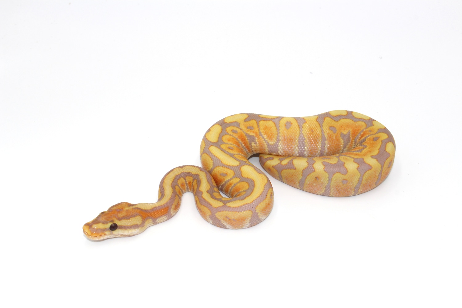 FEMALE MAKER Banana/Coral Glow Spotnose Het Clown Ball Python by Vivid ...