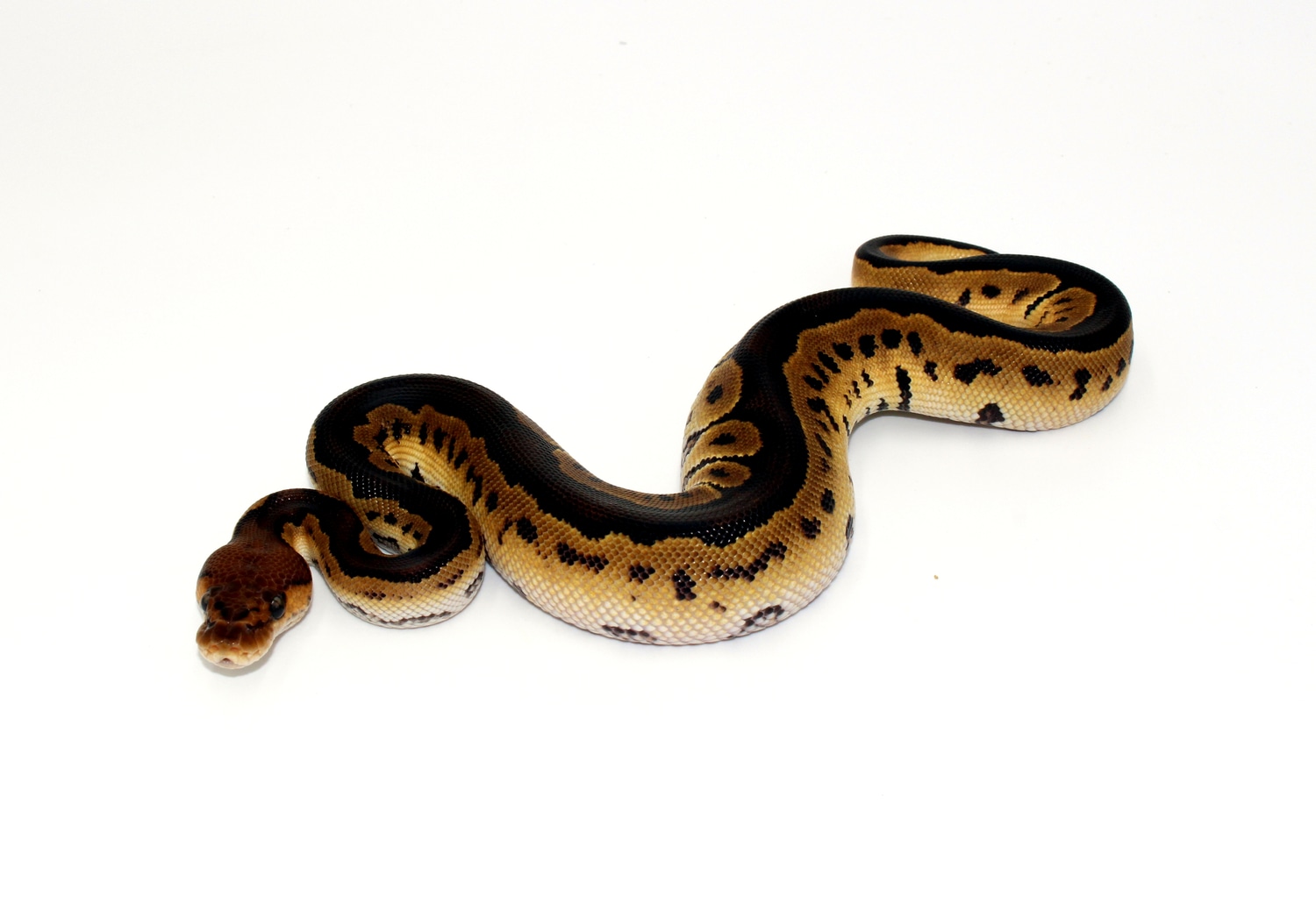 Funky Black Head Clown Ball Python by Vivid Pythons - MorphMarket