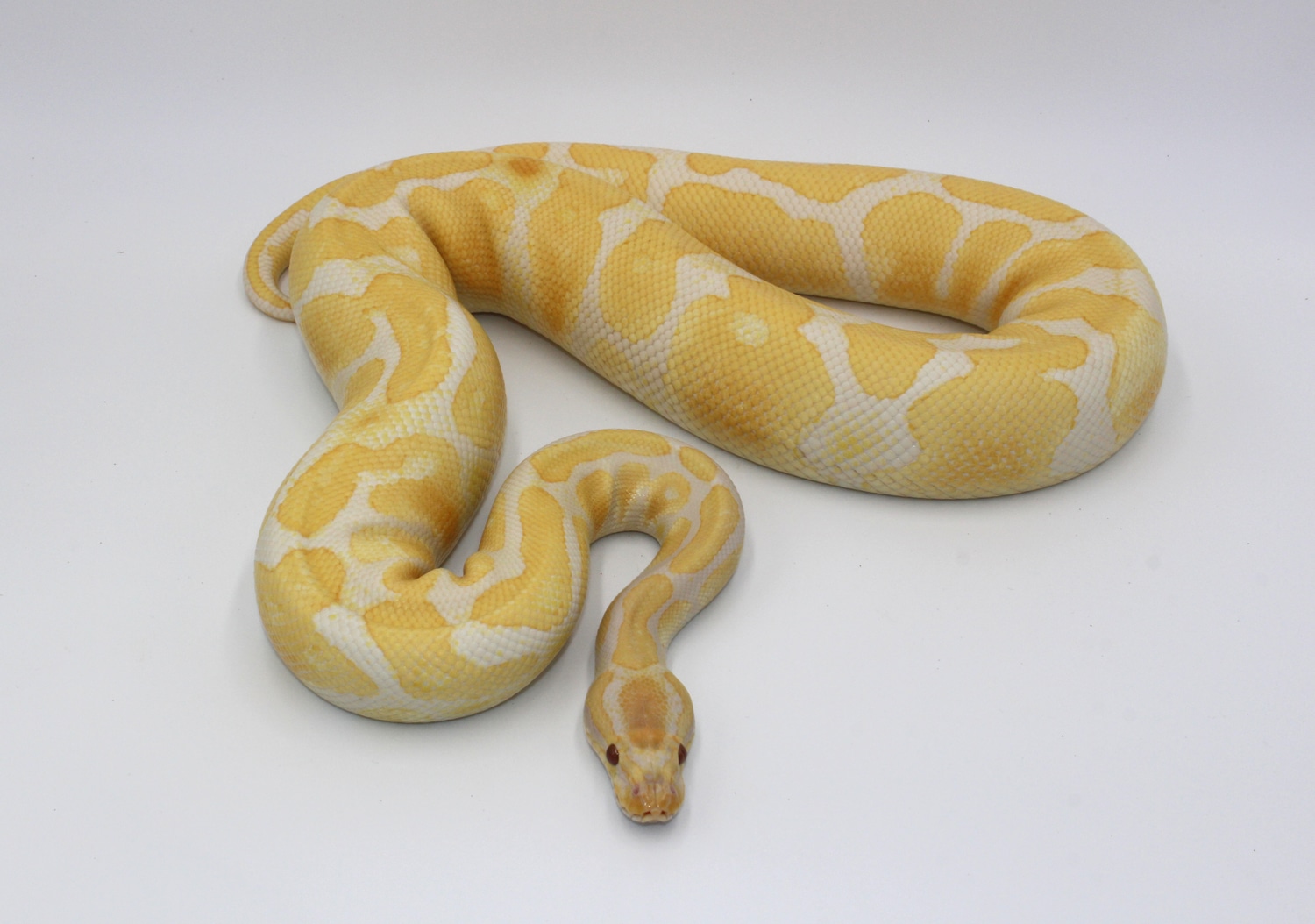 Lavender Albino Pos Het Puzzle Ball Python by Vivid Pythons - MorphMarket