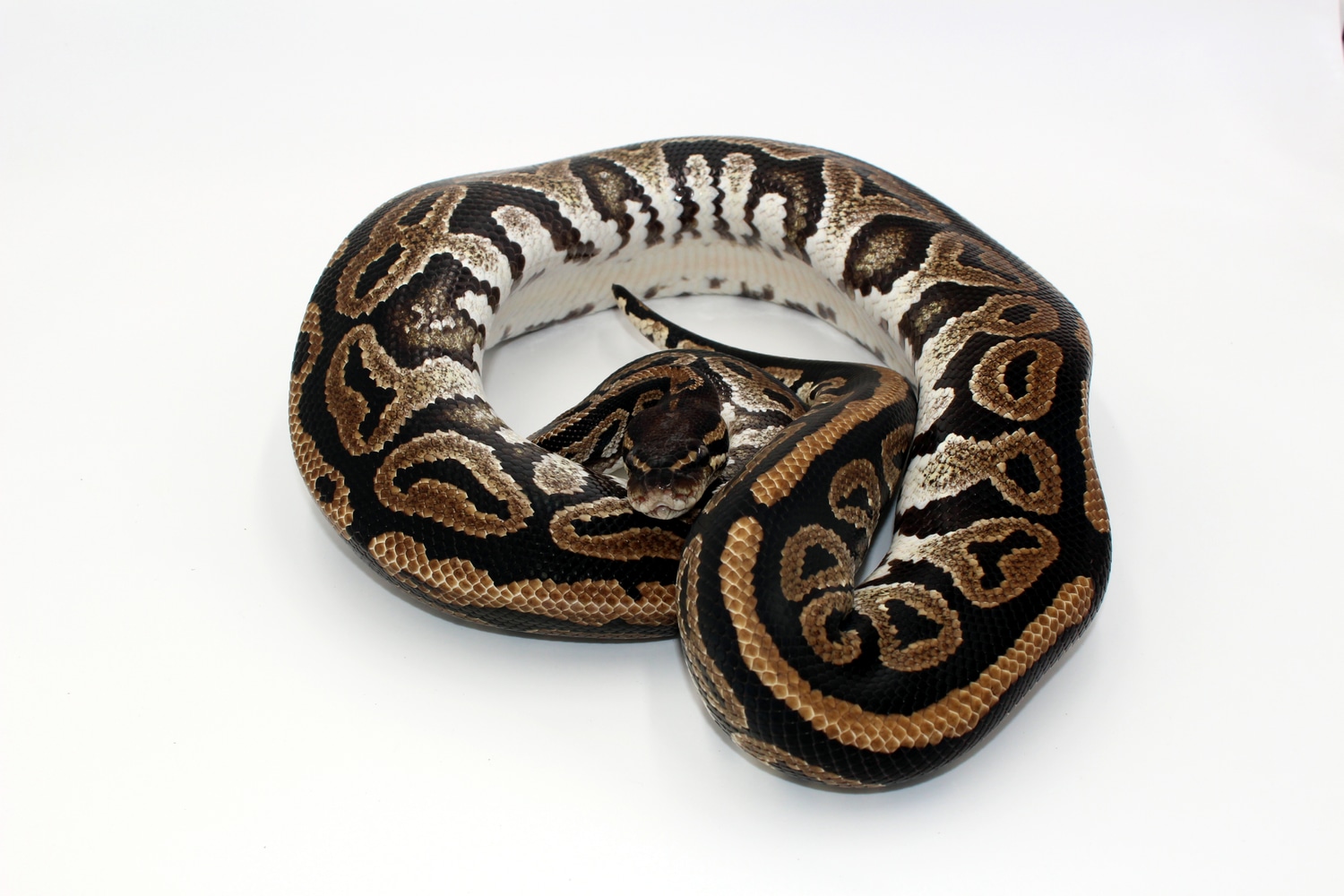 Black Head Spotnose Het Clown Ball Python by Vivid Pythons - MorphMarket