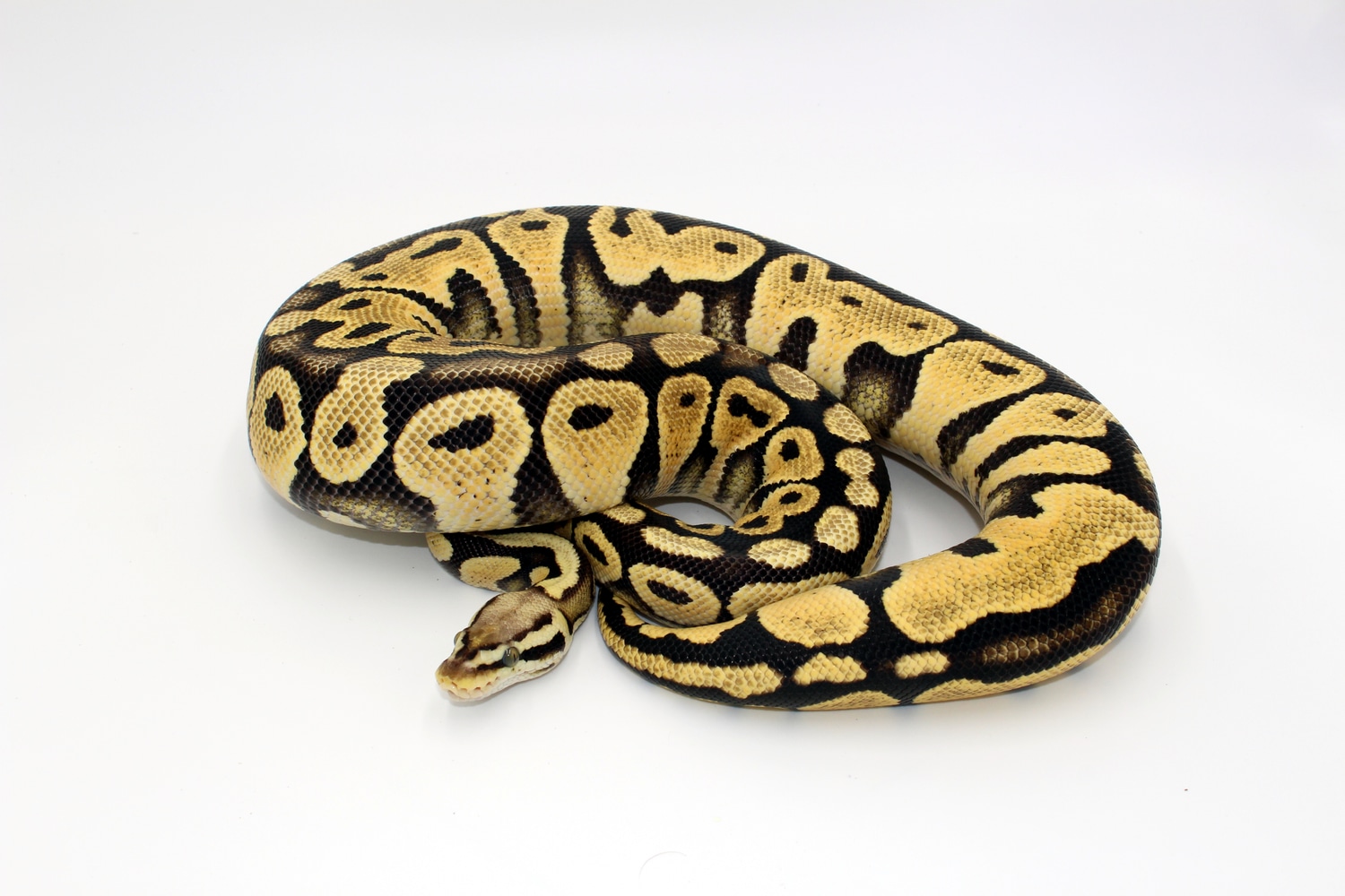 Pastel Lace Het Clown Ball Python by Vivid Pythons - MorphMarket
