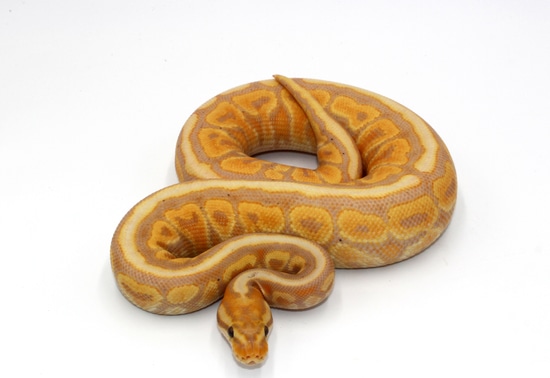 Banana/Coral Glow Special Black Head Het Clown Ball Python by Vivid Pythons
