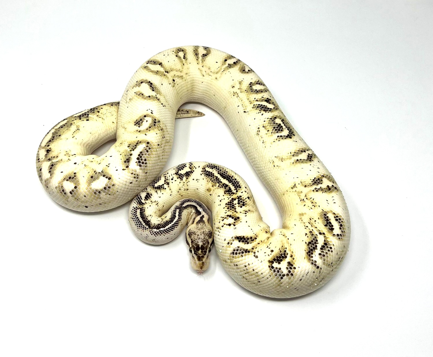 Pastel Calico Freeway 66% Pos Het Pied Ball Python by Vivid Pythons ...