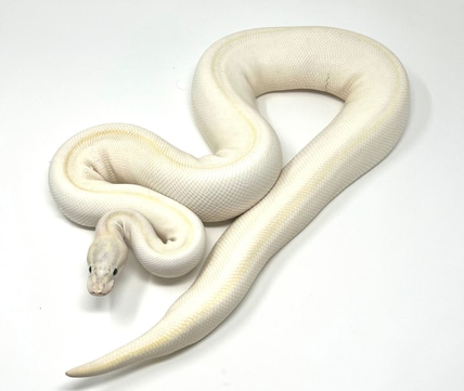 Stranger Black Pastel Puzzle Ball Python by Vivid Pythons - MorphMarket