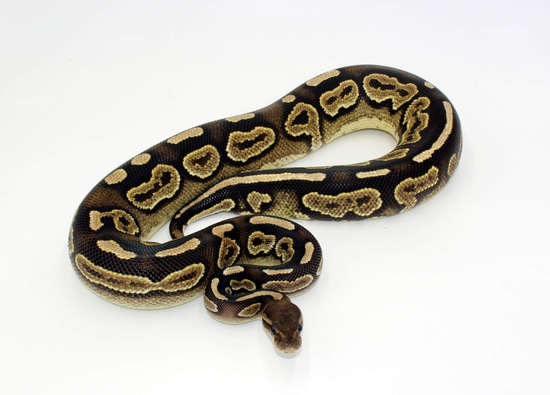 Ready To Breed - White Lace Mojave Ball Python by Vivid Pythons
