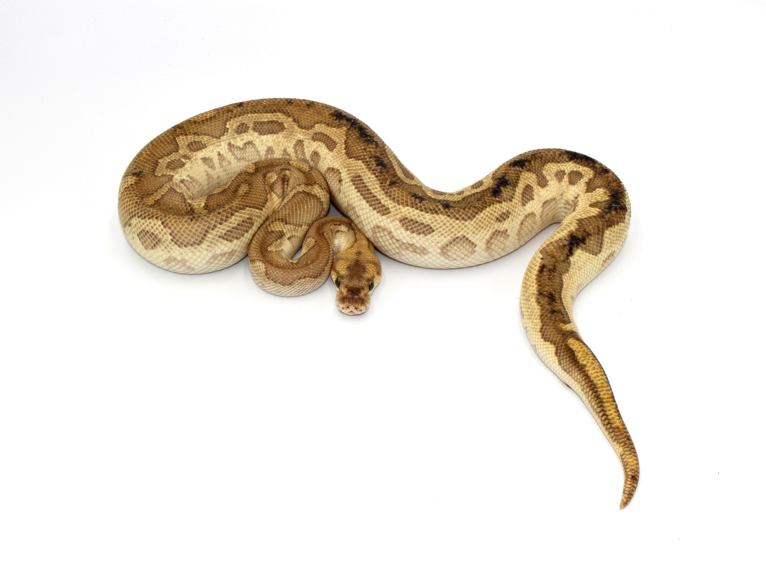 Leopard Blackhead Lesser Clown Ball Python by Vivid Pythons - MorphMarket