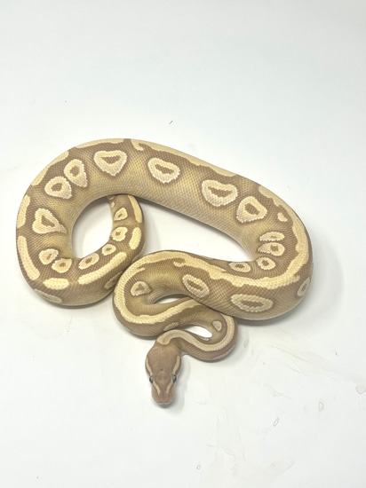 Banana Mojave Het Paint Ball Python by Vivid Pythons