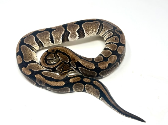 1.1 66% Pos Het Patternless Project Pair - Well Started Ball Python by ...