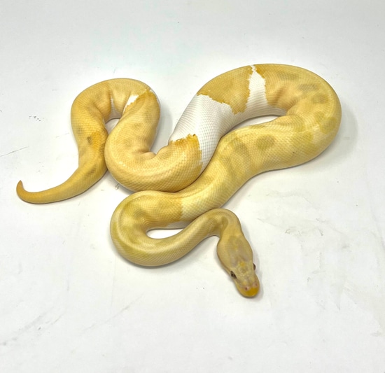 Pastel Enchi Candy Pied Ball Python by Vivid Pythons