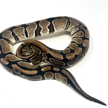 3 Turn Key Recessive Breeding Projects - Patternless, Pied/Scaleless And Ultramel Ball Python by ...