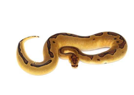 Trojan Red Stripe Enchi Clown Ball Python by Vivid Pythons