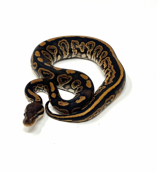 Black Pastel Het Paint Ball Python by Vivid Pythons