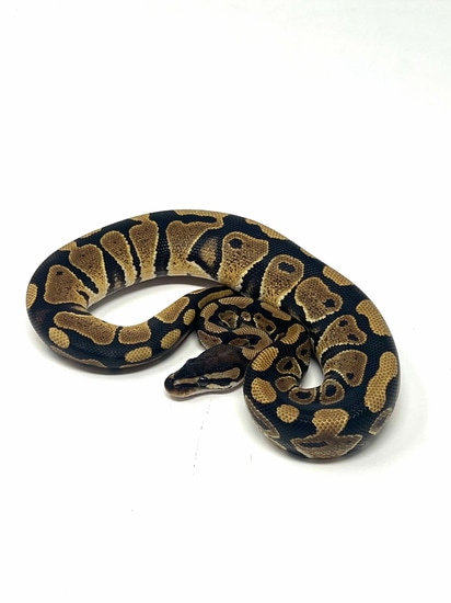 100% Het Paint Ball Python by Vivid Pythons
