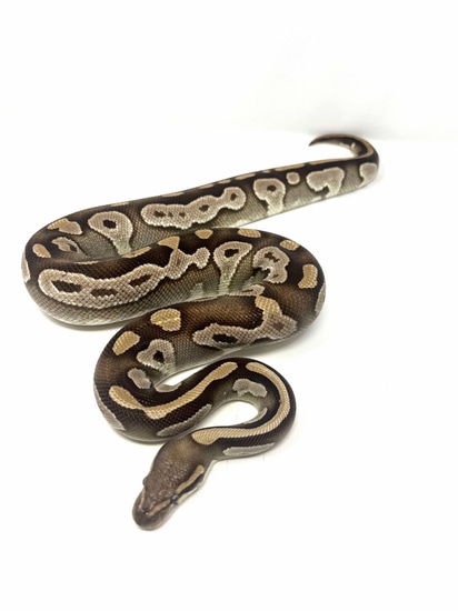 Mojave 50% Het Monsoon Ball Python by Vivid Pythons