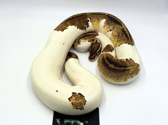 Yellowbelly Pastel Pied - RTB 15mm Follicles Ball Python by Vivid Pythons