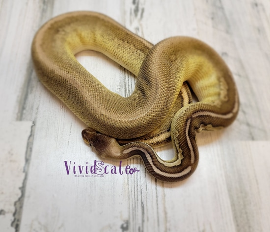 Black Pewter Mojave Het Pied RTB Ball Python by Vivid Scales