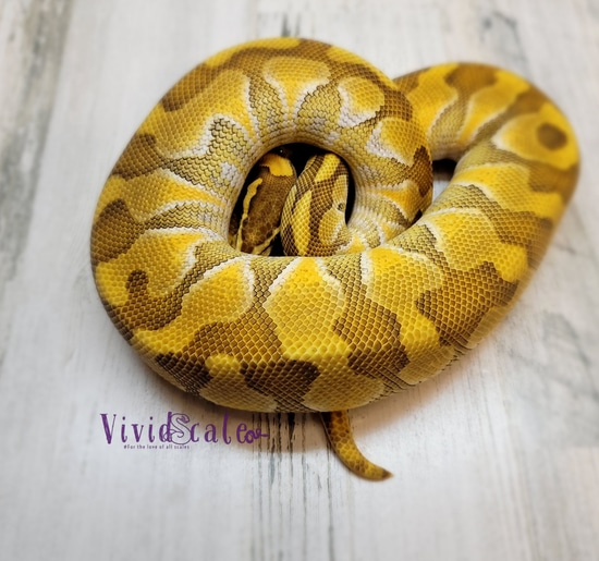 Enchi Butter Het Clown 50% Het Tsk RTB Ball Python by Vivid Scales