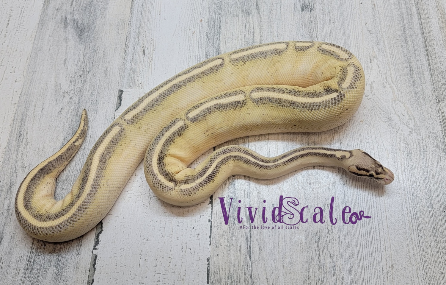 Pastel Highway Proven Breeder Ball Python by Vivid Scales - MorphMarket