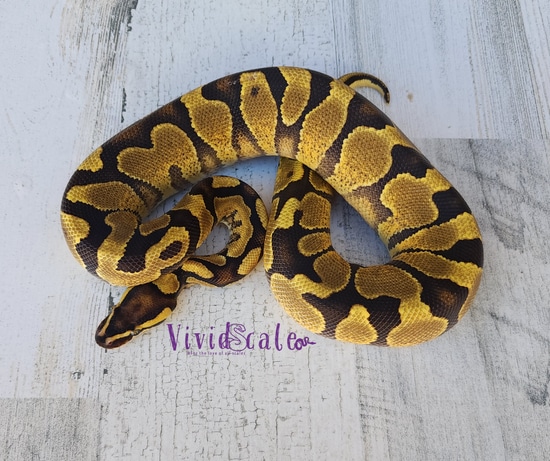 Orange Dream Yellow Belly Ball Python by Vivid Scales