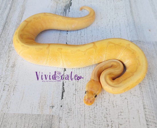 Orange Dream Banana Pinstripe 100% Het Clown Ball Python by Vivid Scales