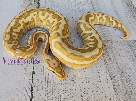 Banana Spotnose Lesser Leopard 66% Het Clown Ball Python by Vivid Scales