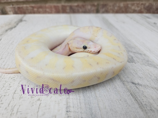 Killerbee Super Gravel Ball Python by Vivid Scales