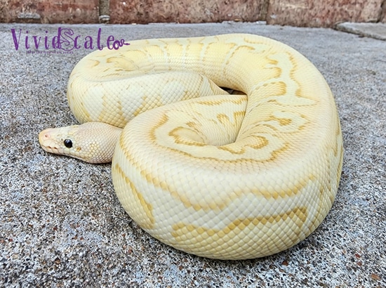 Banana Pastel Spotnose Lesser Clown Ball Python by Vivid Scales