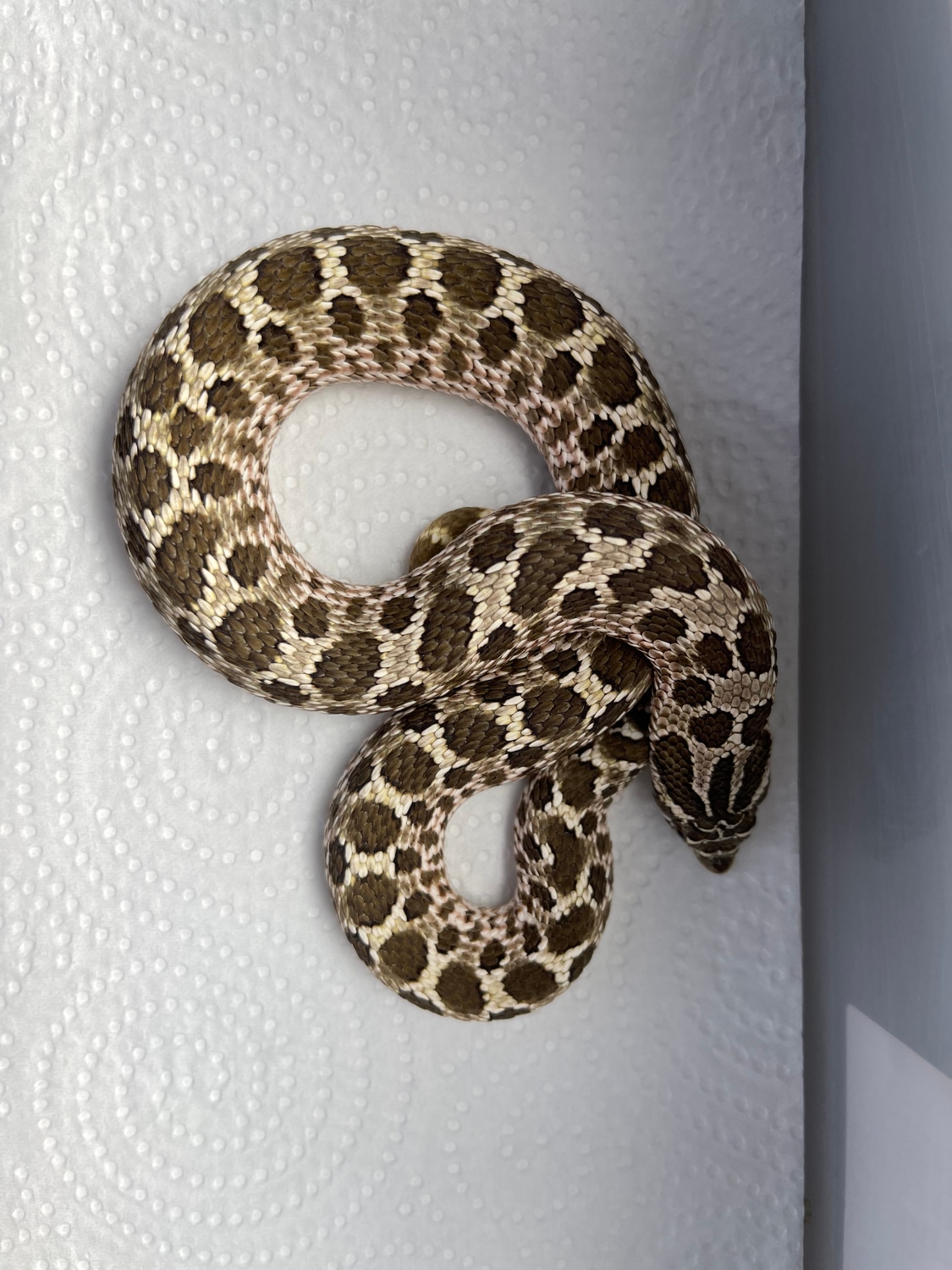 2018 Normal Western Hognose by Angry Hogs - MorphMarket