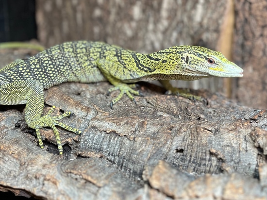 1.0 Proven Breeder Yellow Tree Monitor by Kul Exotics