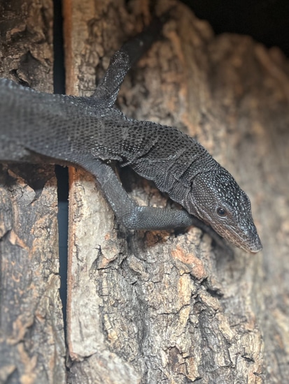 1.0 Proven Breeder Black Tree Monitor by Kul Exotics