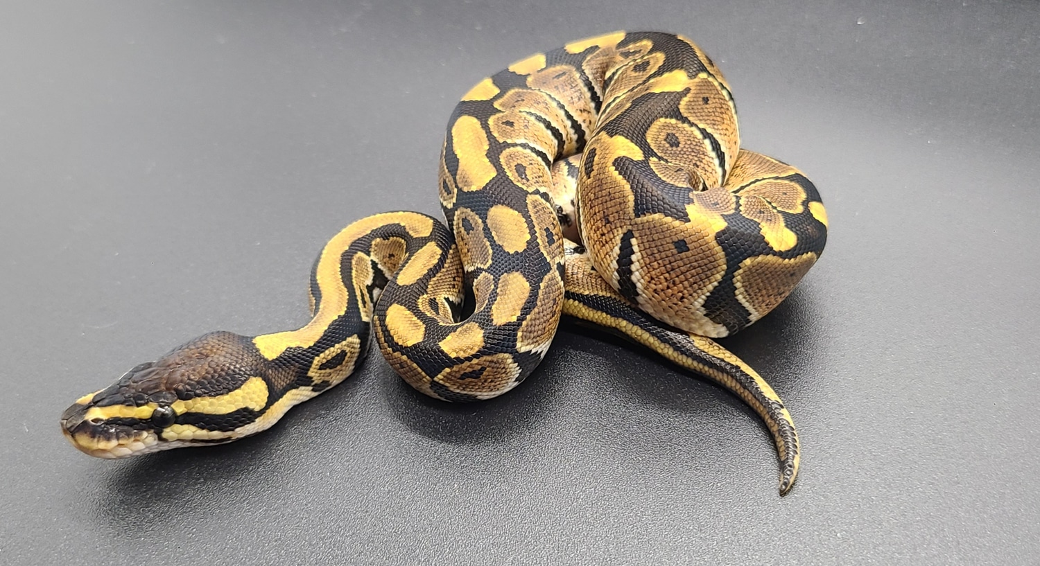 Normal Female Ball Python by Victoria Johnston - MorphMarket