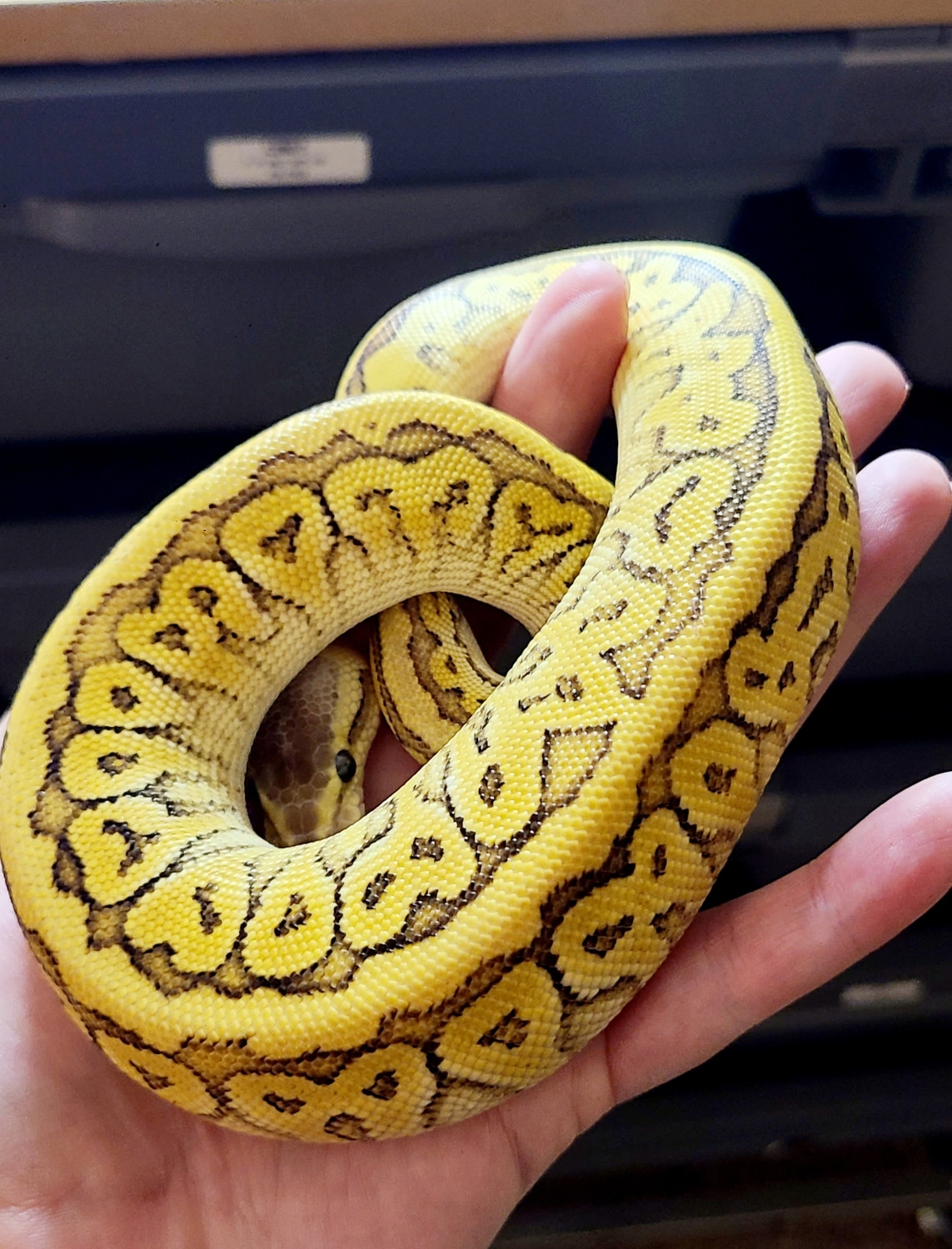 Pastel Jigsaw Ball Python by Victoria Johnston - MorphMarket