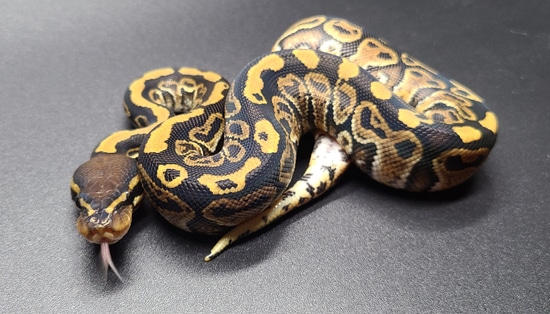 Blitz Male Pos Het Clown Ball Python by IV Pythons