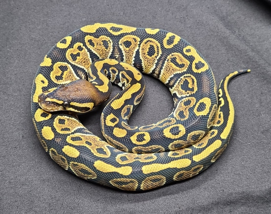 Blitz Female Ball Python by IV Pythons