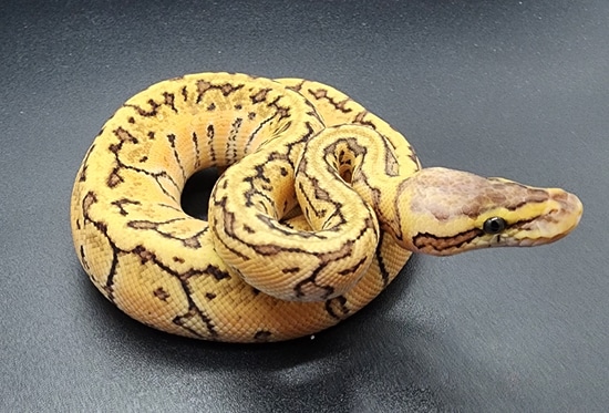 Hurricane Enchi Lemonblast Pos Het DG Ball Python by IV Pythons