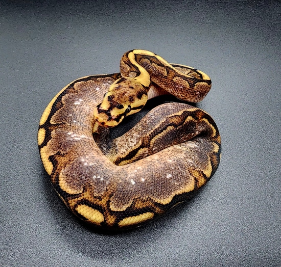 Copper Spider 50% Het Pied Ball Python by IV Pythons