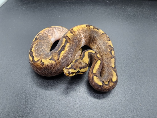 Copper Spider Pos YB 50% Het Pied Ball Python by IV Pythons