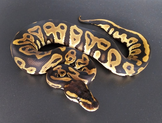 Lori Leopard 66% Het VPI Axanthic Ball Python by IV Pythons