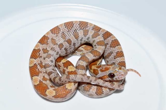 Topaz, 50% Het Amel Corn Snake by VMS Professional Herpetoculture